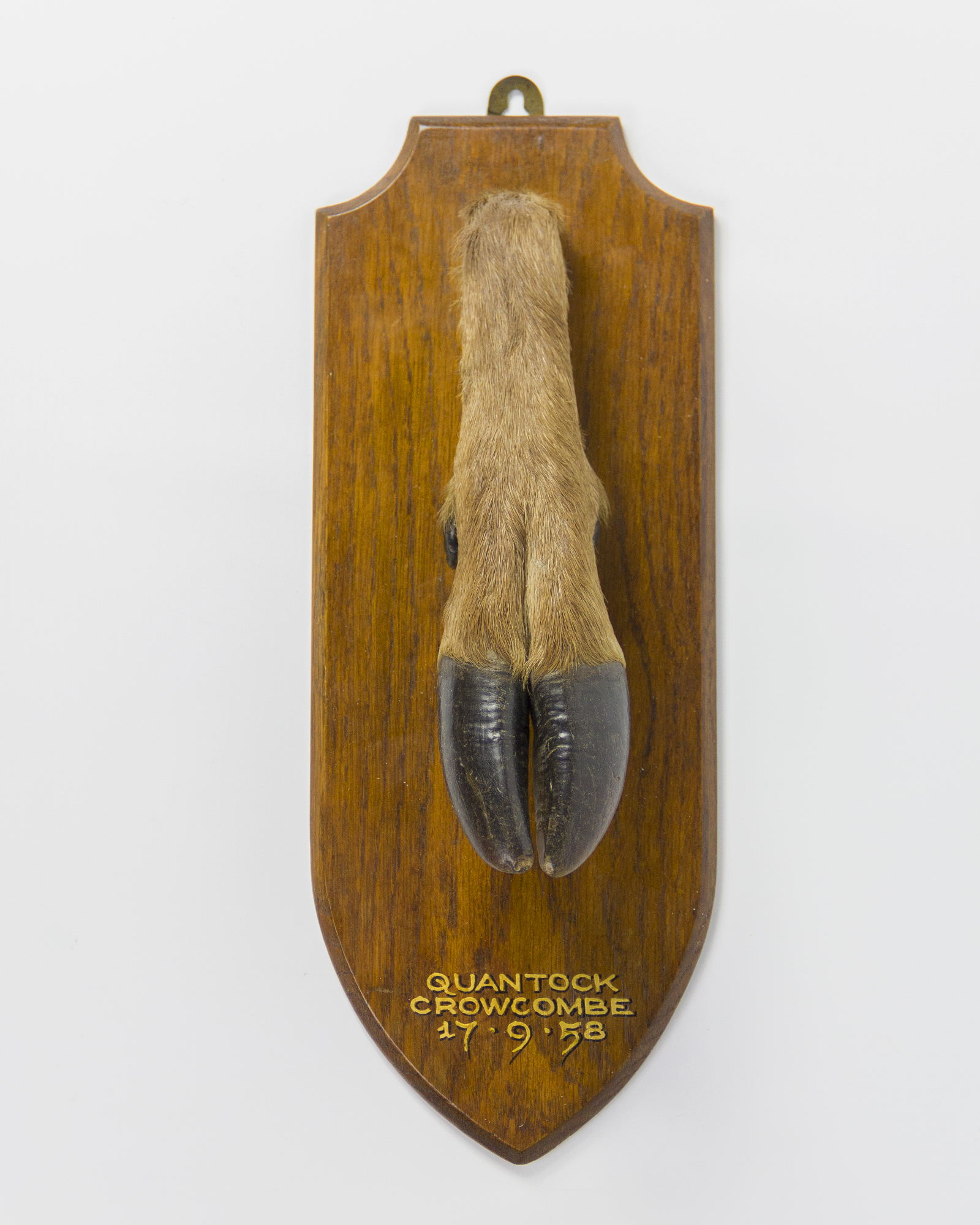 Taxidermy Deer Foot Taxidermy Deer Foot