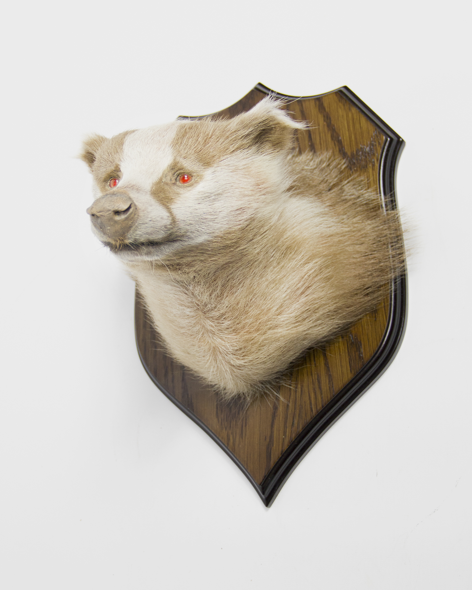 Taxidermy Albino Badger Mask