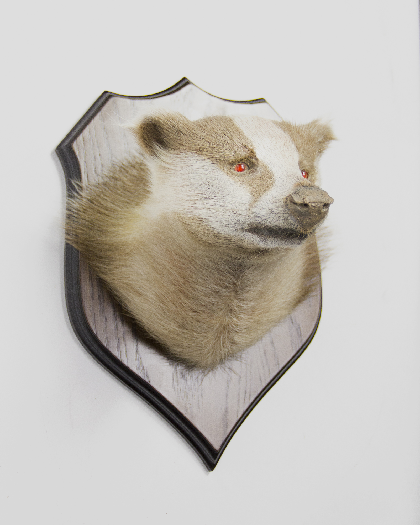 Taxidermy Albino Badger Mask