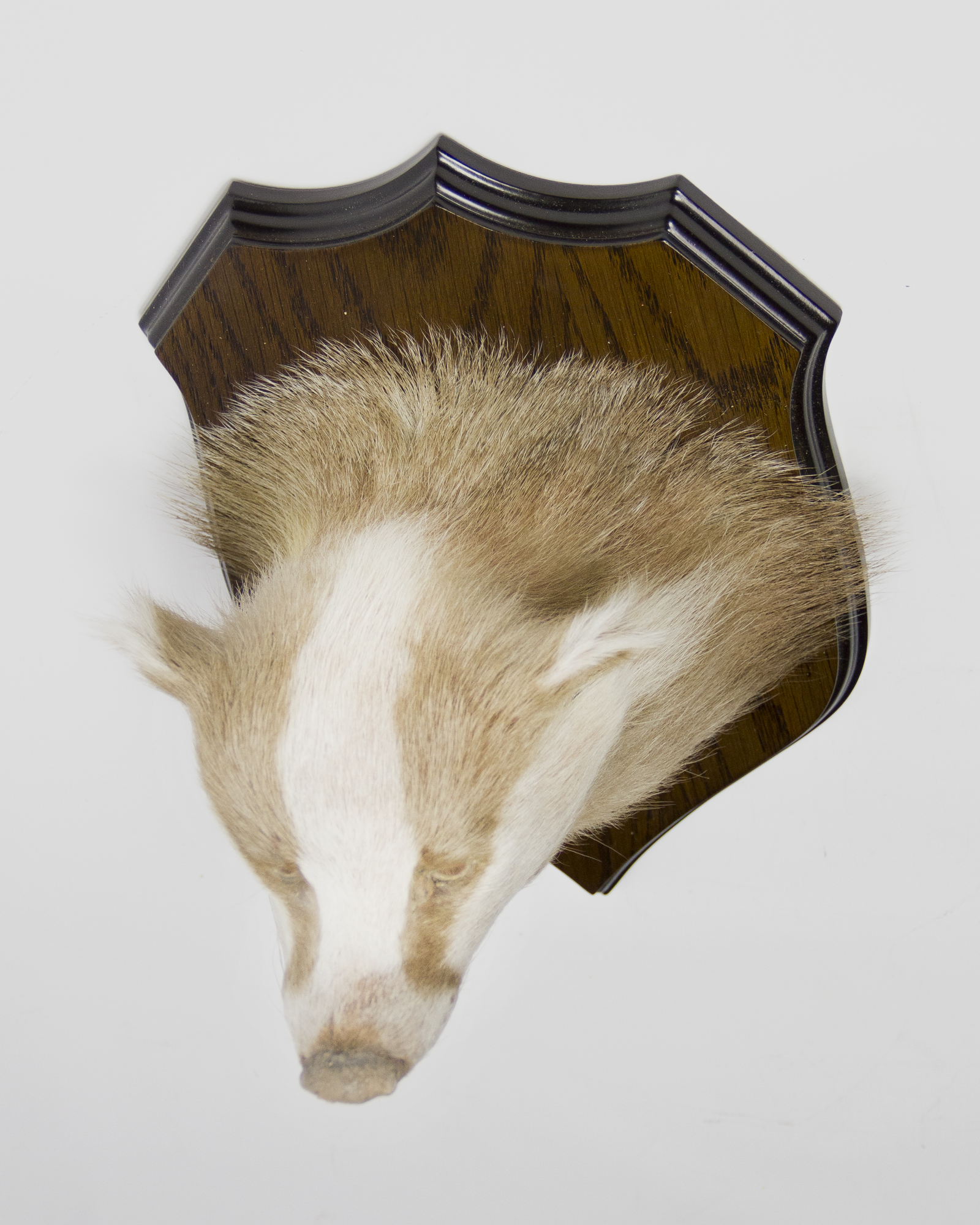 Taxidermy Albino Badger Mask