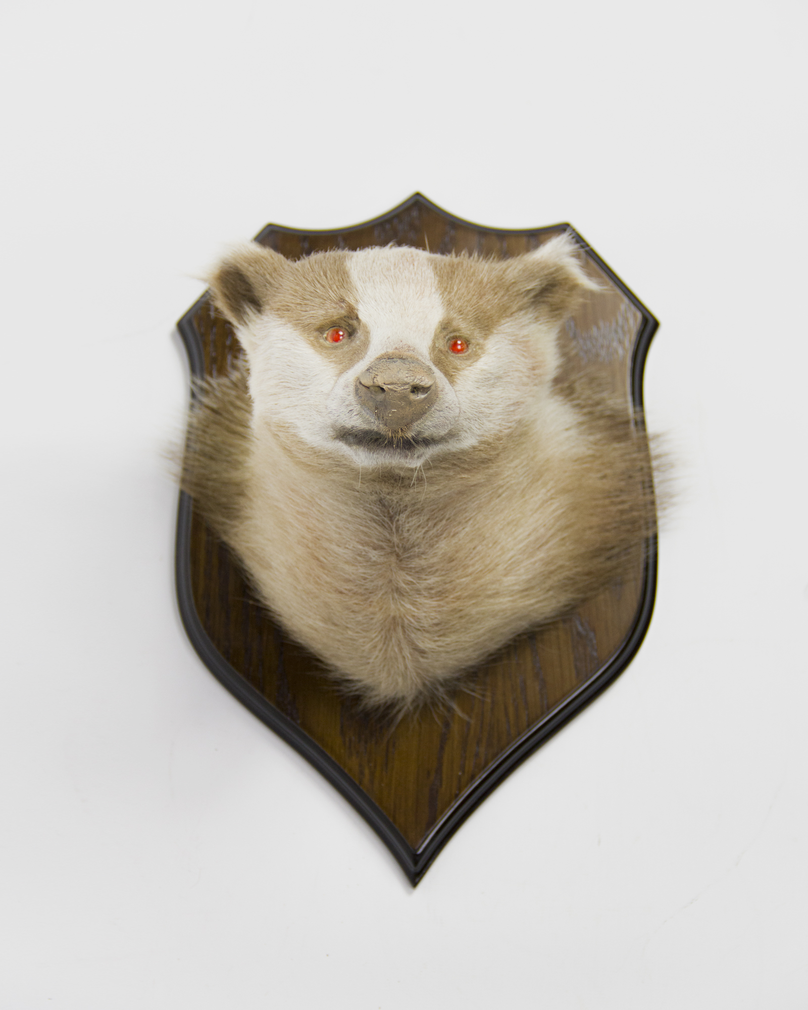 Taxidermy Albino Badger Mask