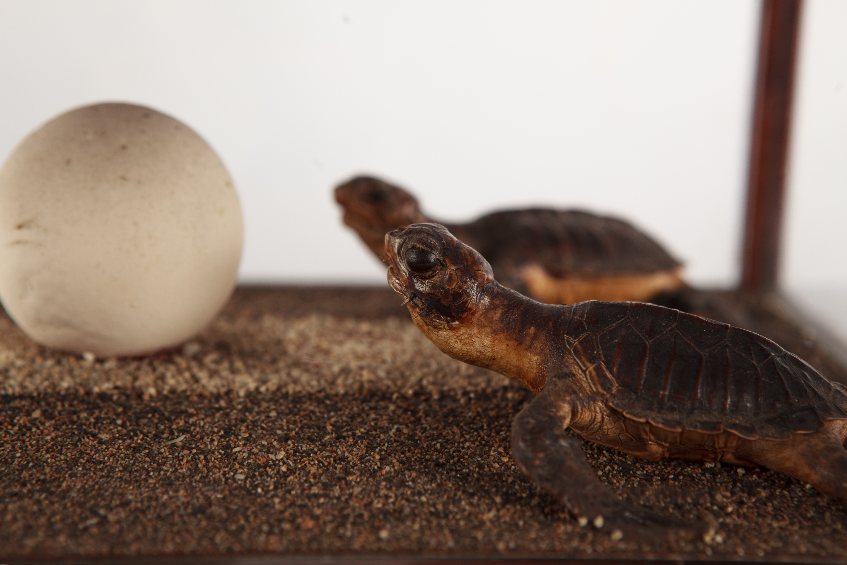 An Early Victorian Taxidermy Case Of Hatchling Sea Turtles And A Rare ...