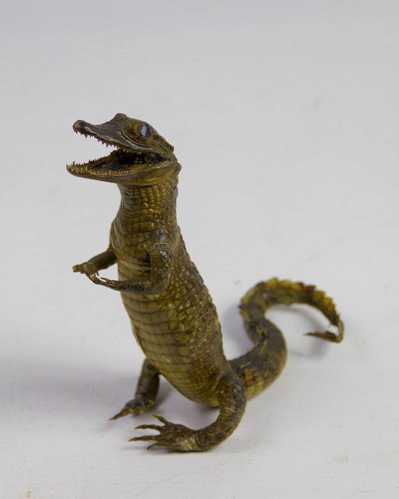 Taxidermy Anthropomorphic Baby Crocodile