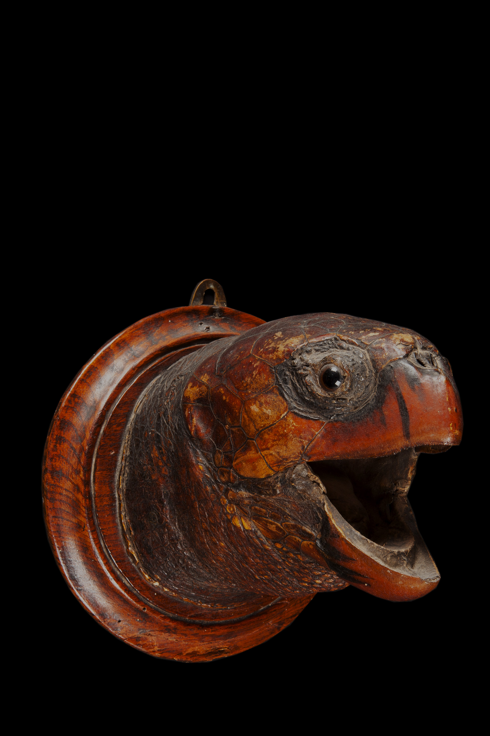 Antique taxidermy Sea Turtle head circa 1880