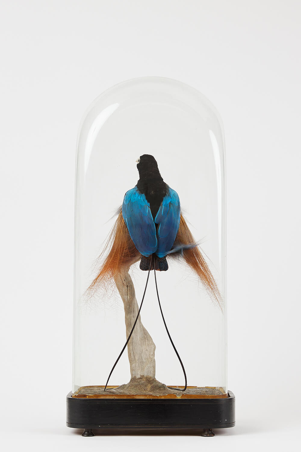 Taxidermy And Natural History Collection Taxidermy : Ayre & Co.