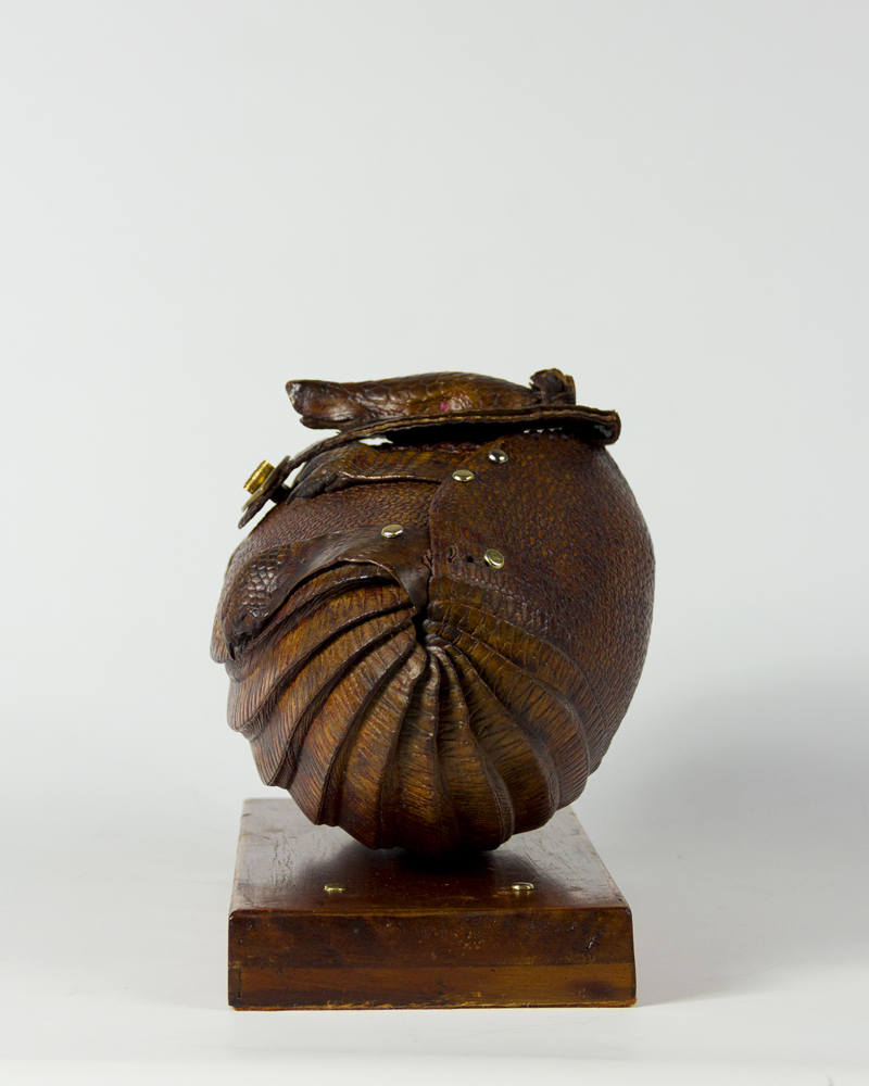 Taxidermy Armadillo Box