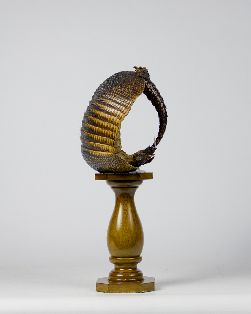 Taxidermy Armadillo Shell