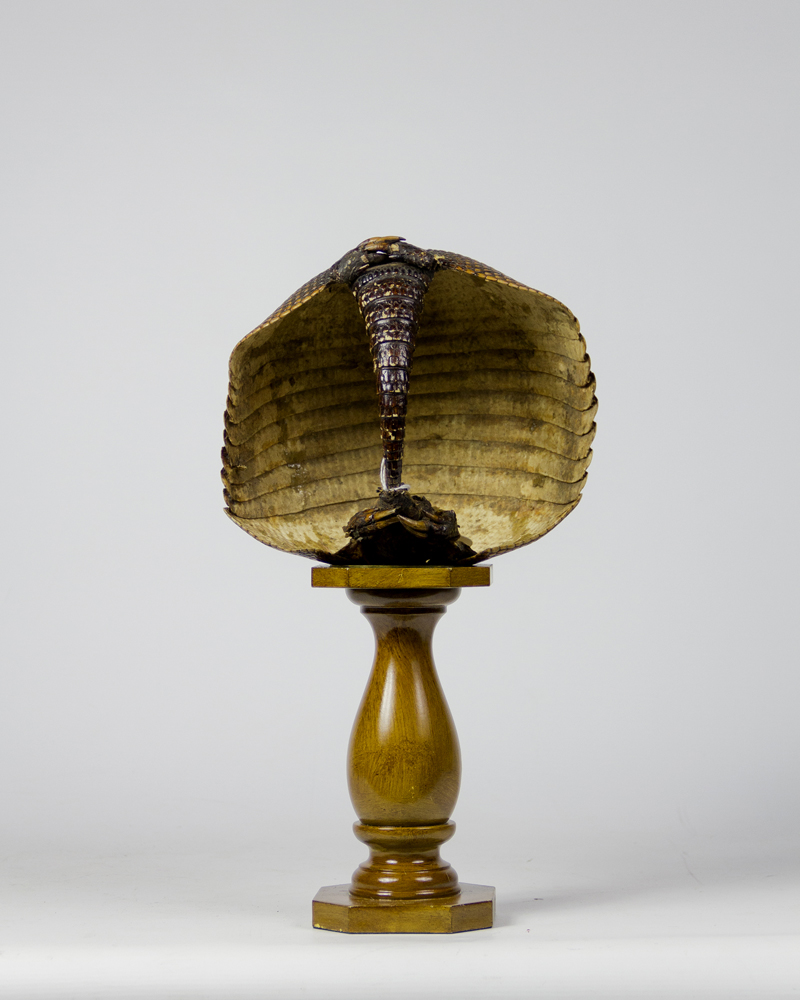 Taxidermy Armadillo Shell