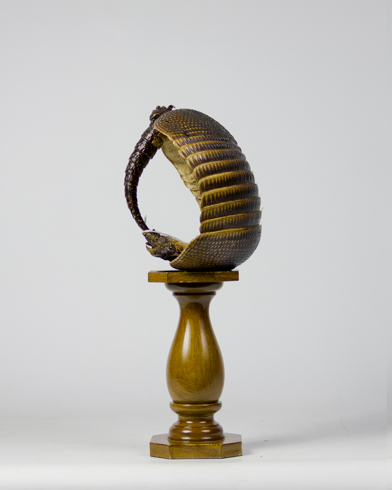 Taxidermy Armadillo Shell
