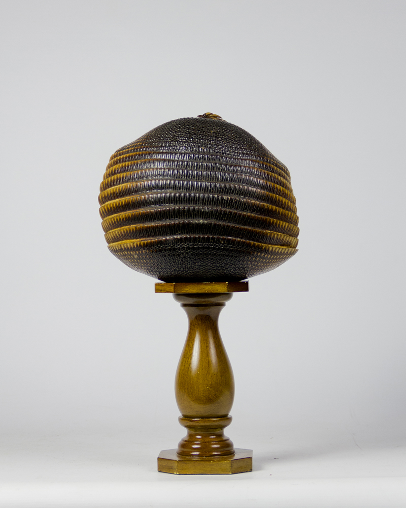 Taxidermy Armadillo Shell