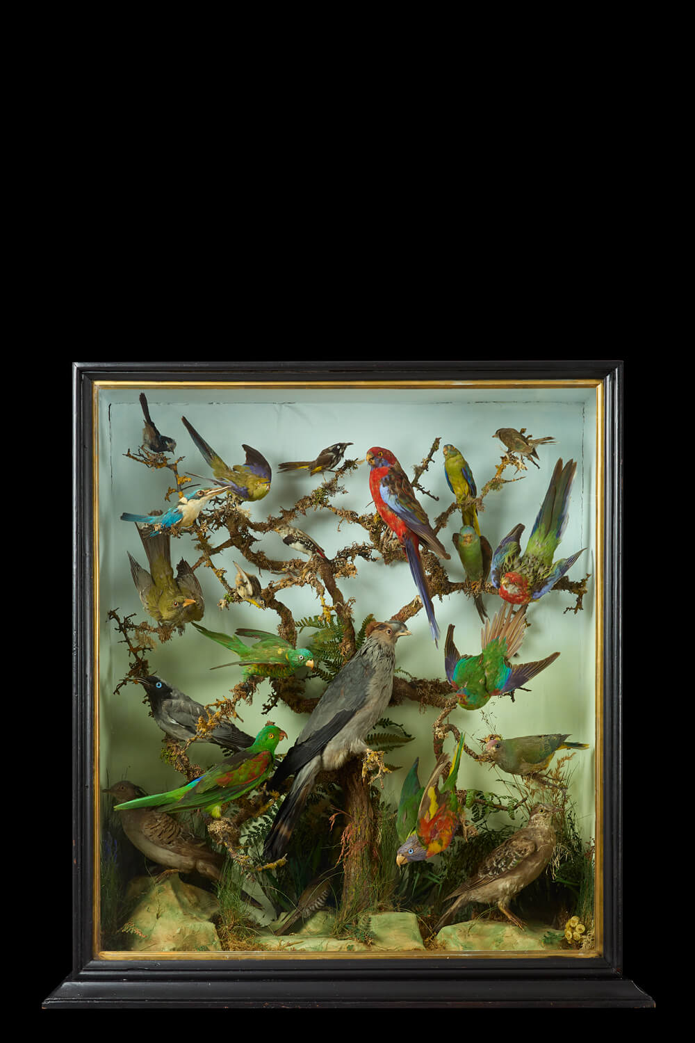 Taxidermy Australian Birds Case Circa 1880