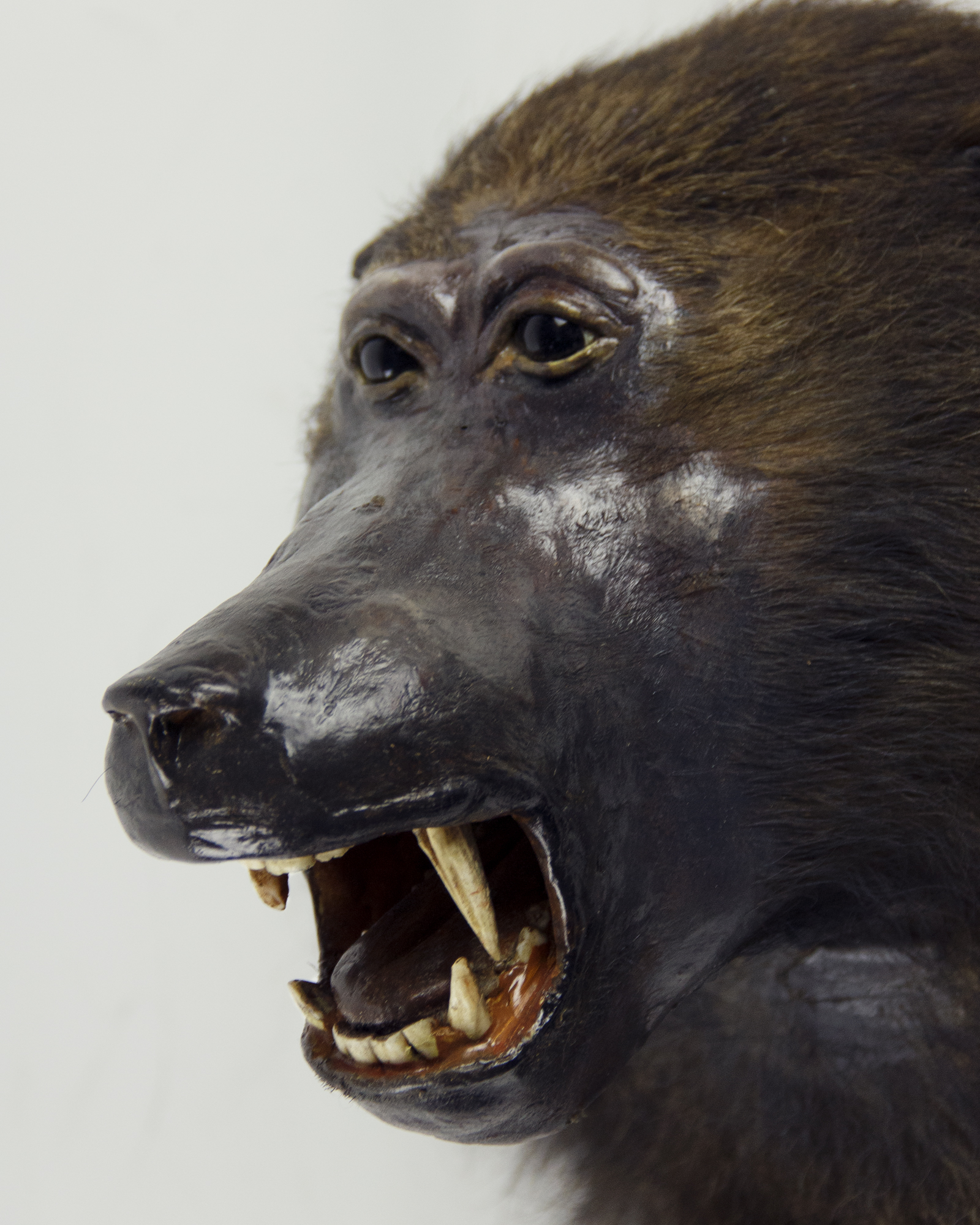 Taxidermy Baboon Head