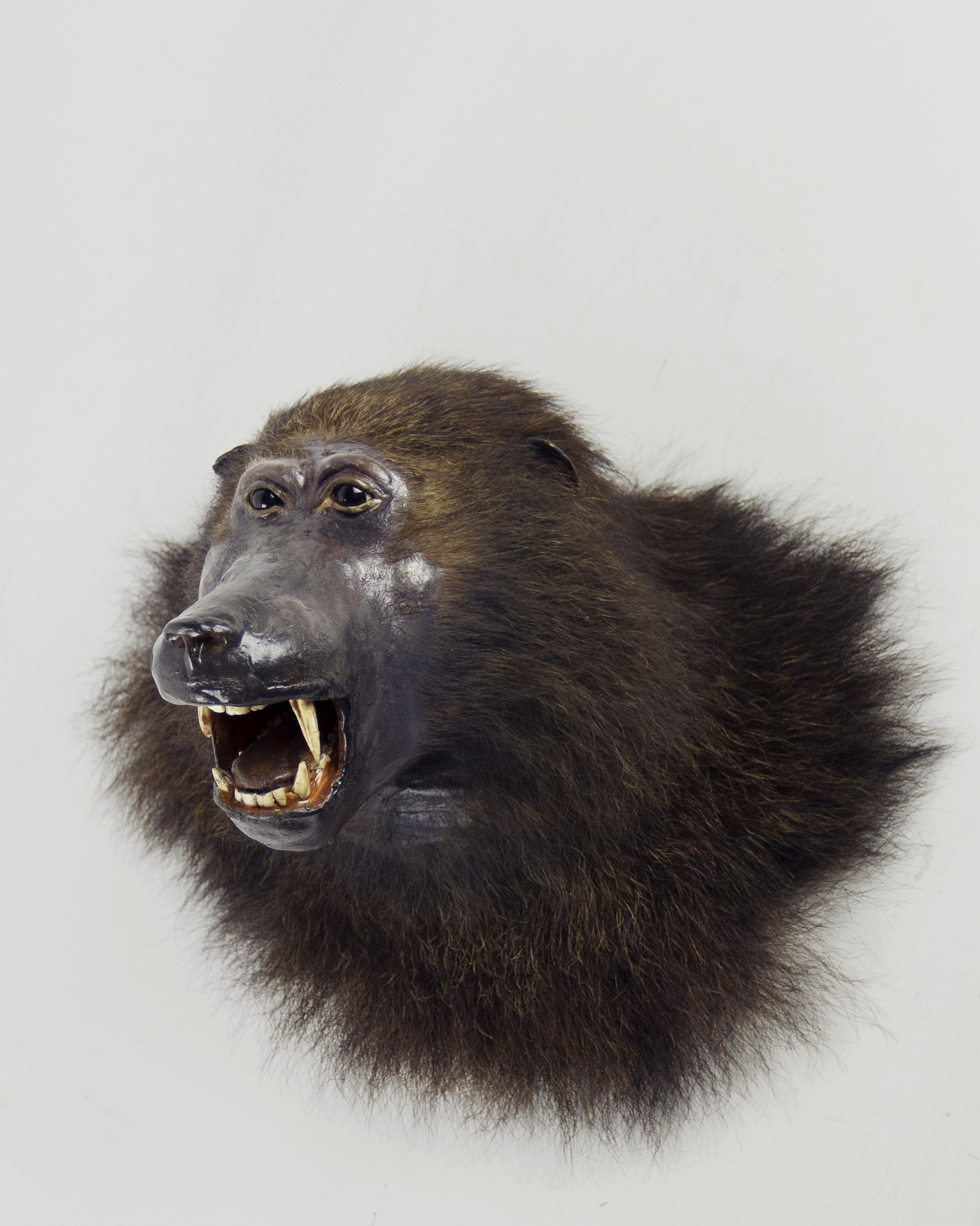 Taxidermy Baboon Head