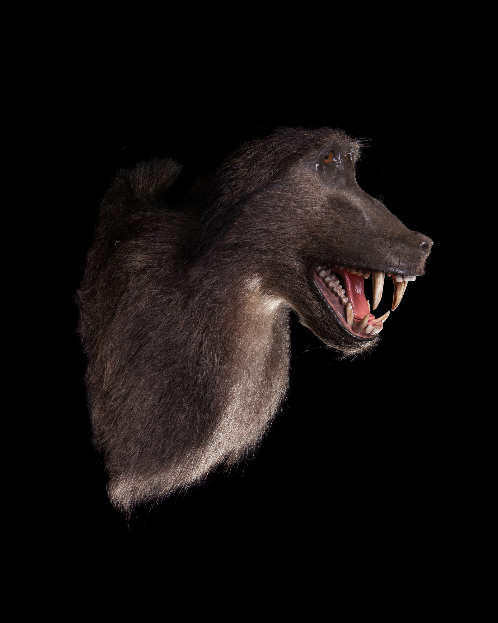 Taxidermy Baboon shoulder mount