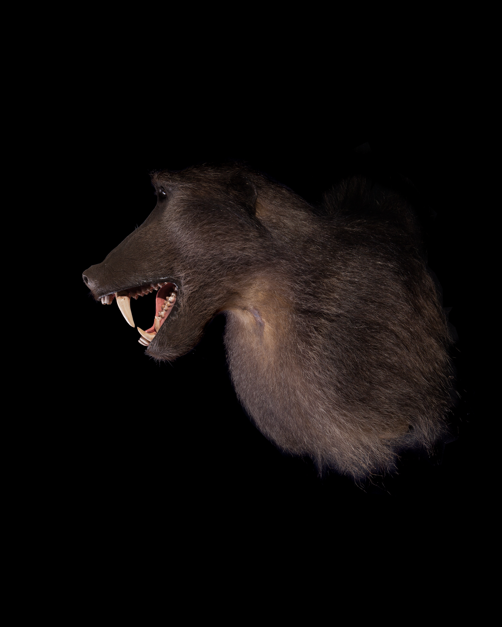 Taxidermy Baboon shoulder mount
