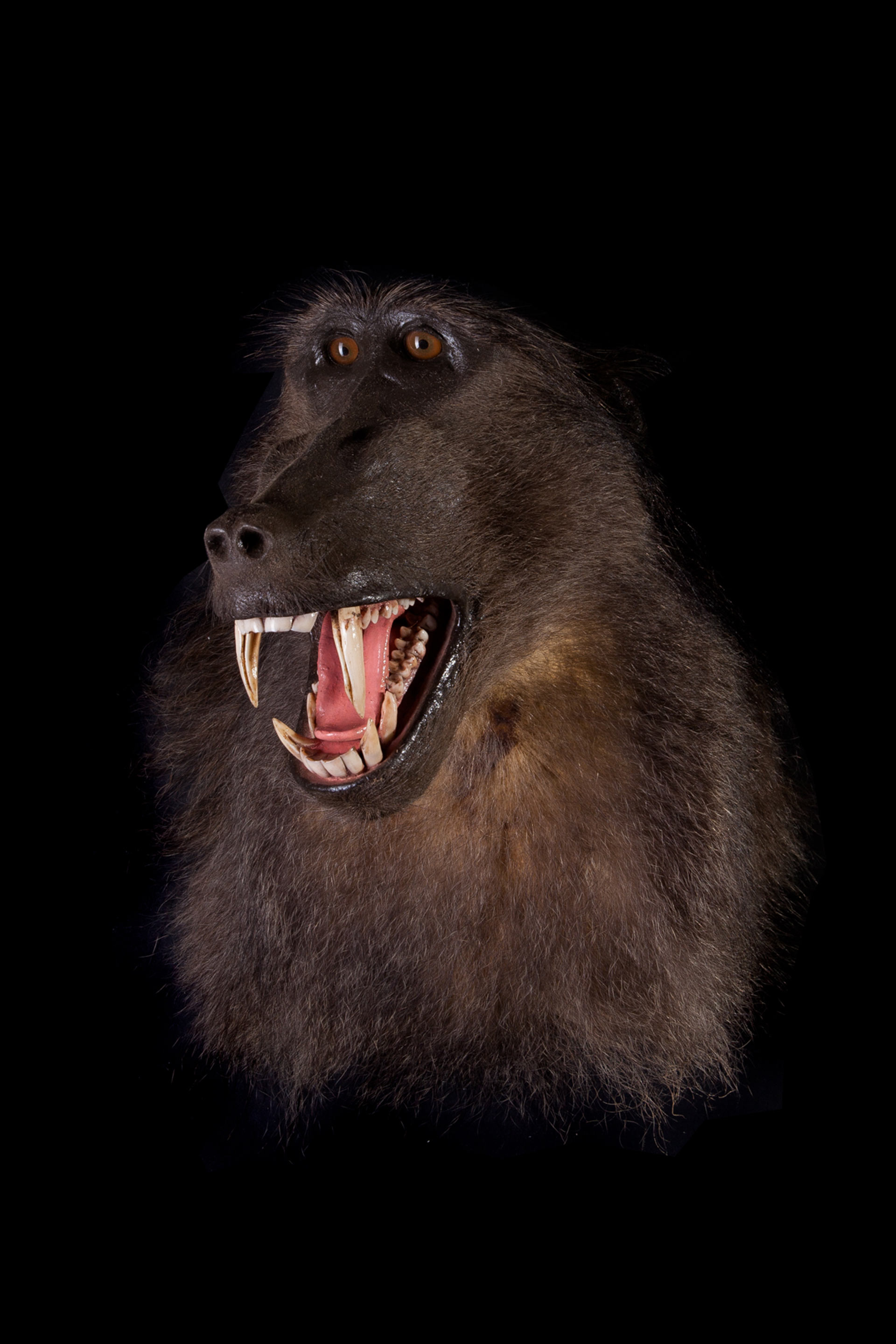 Taxidermy Baboon shoulder mount