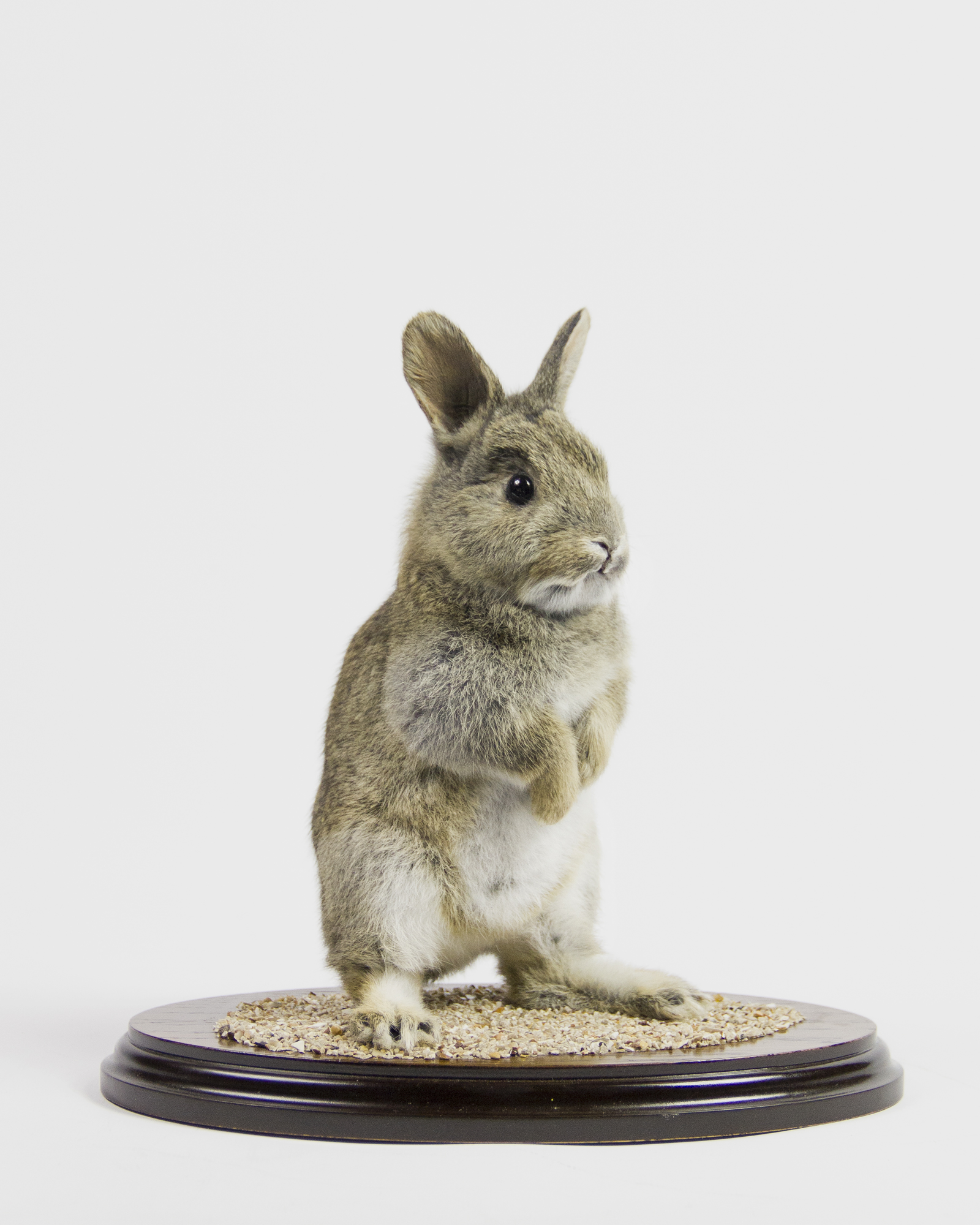 Taxidermy Baby Rabbit