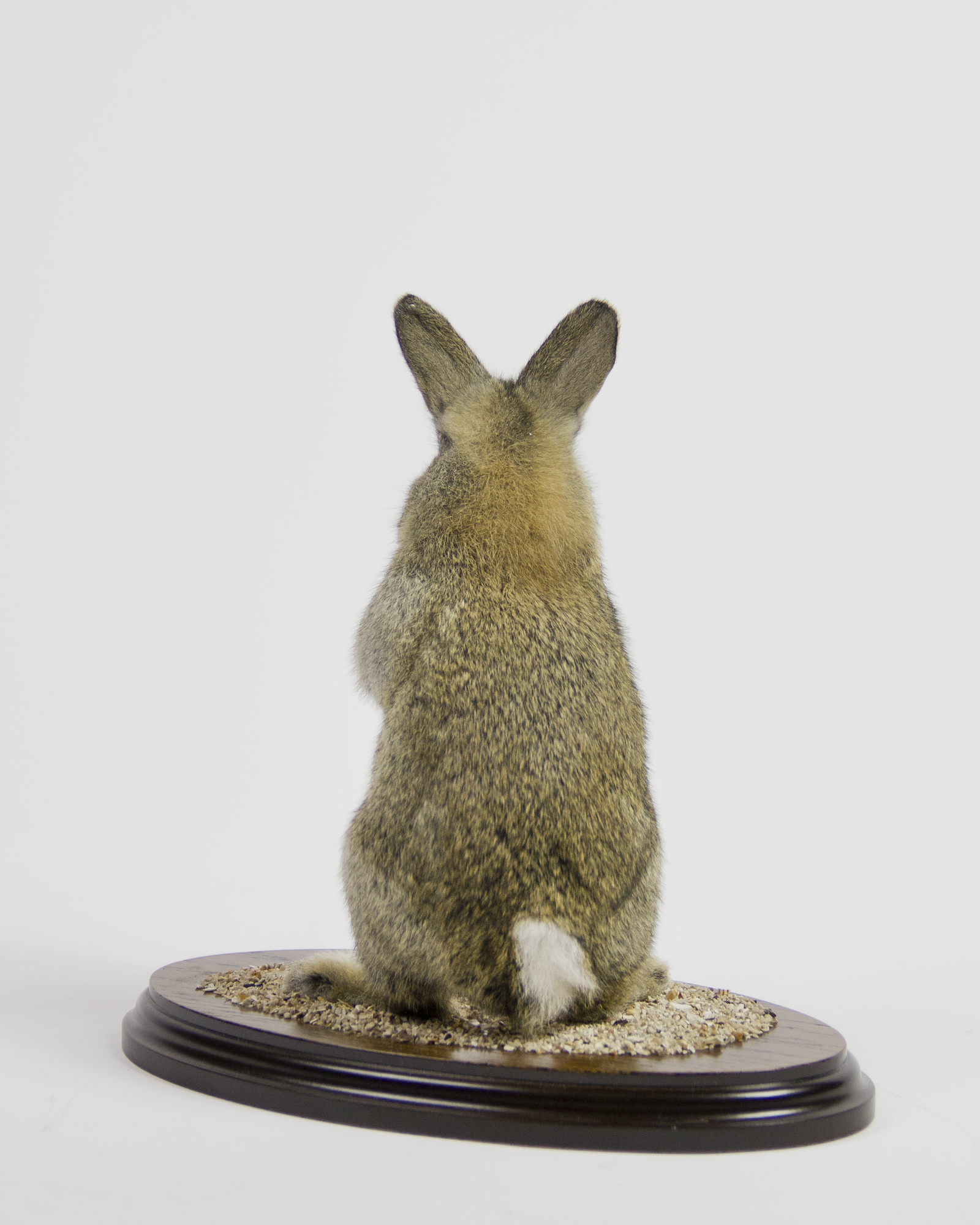 Taxidermy Baby Rabbit