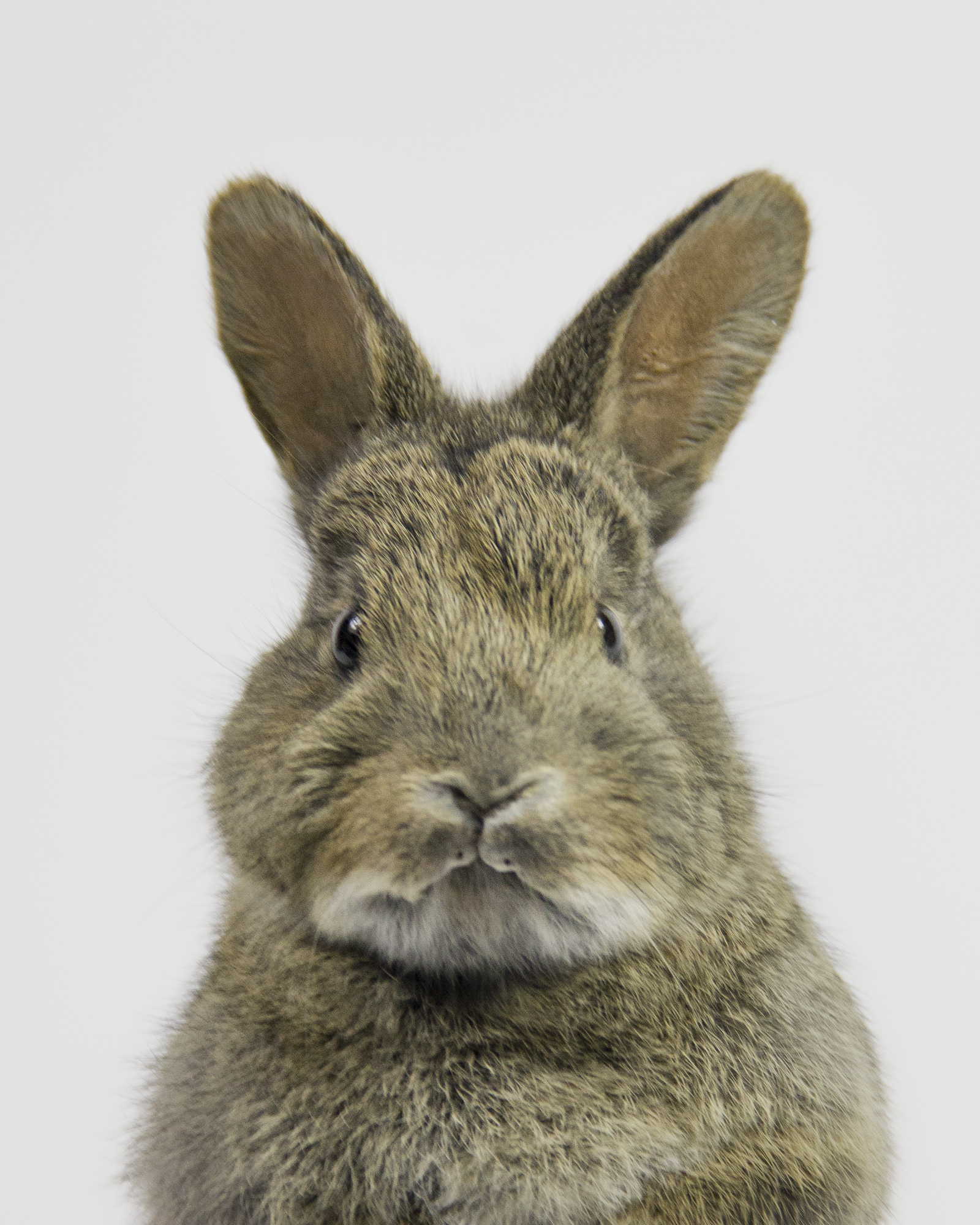 Taxidermy Baby Rabbit