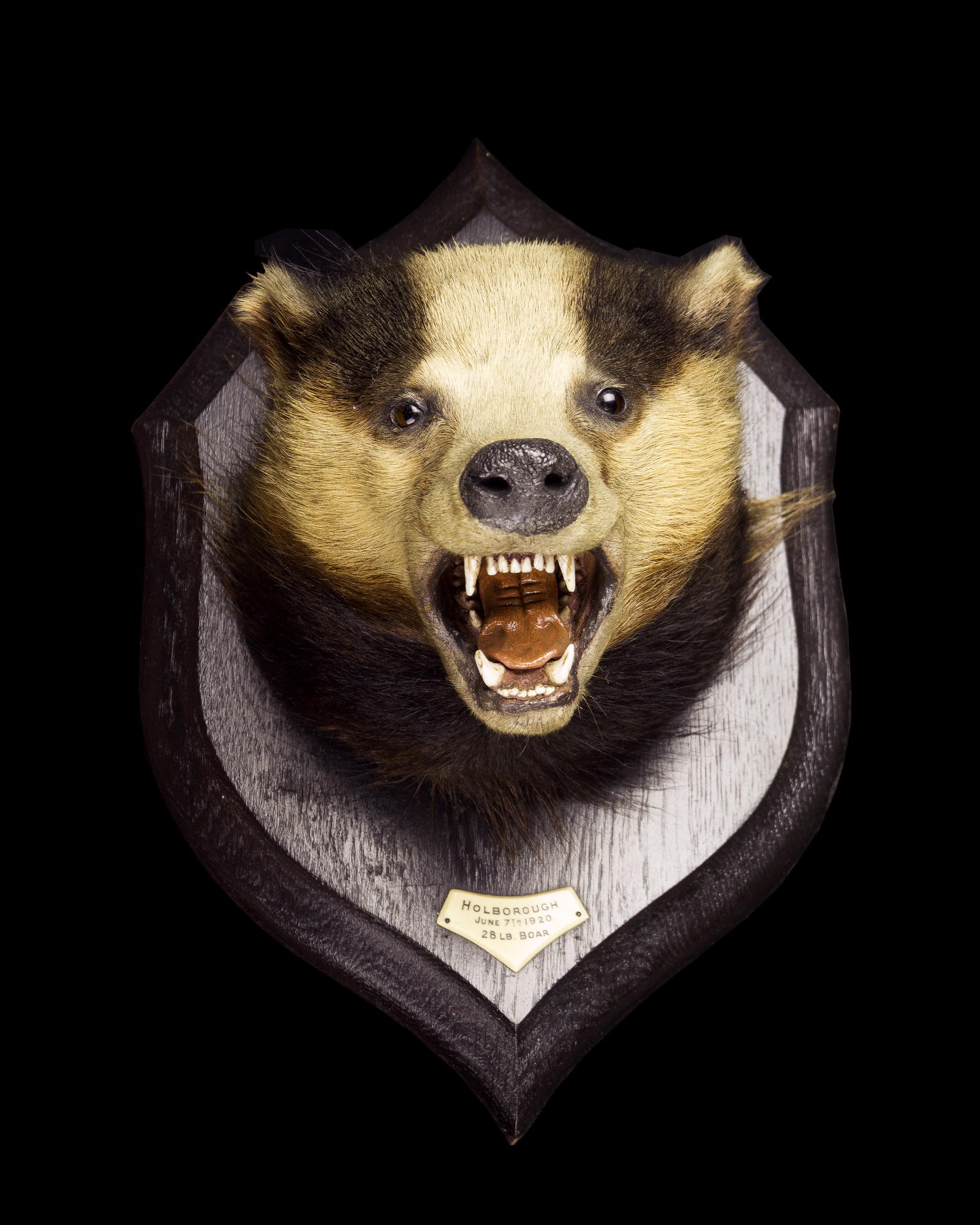 Taxidermy Badger mask