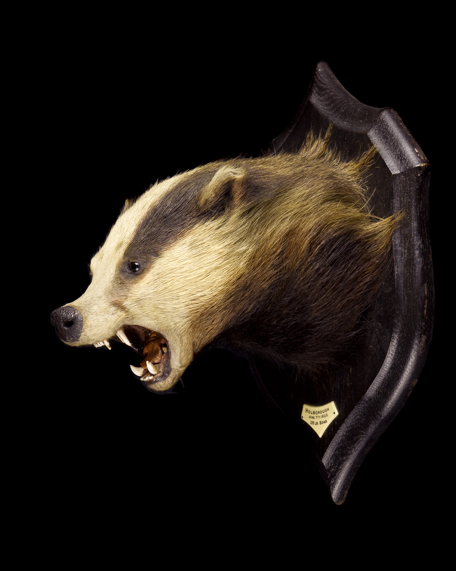 Taxidermy Badger mask