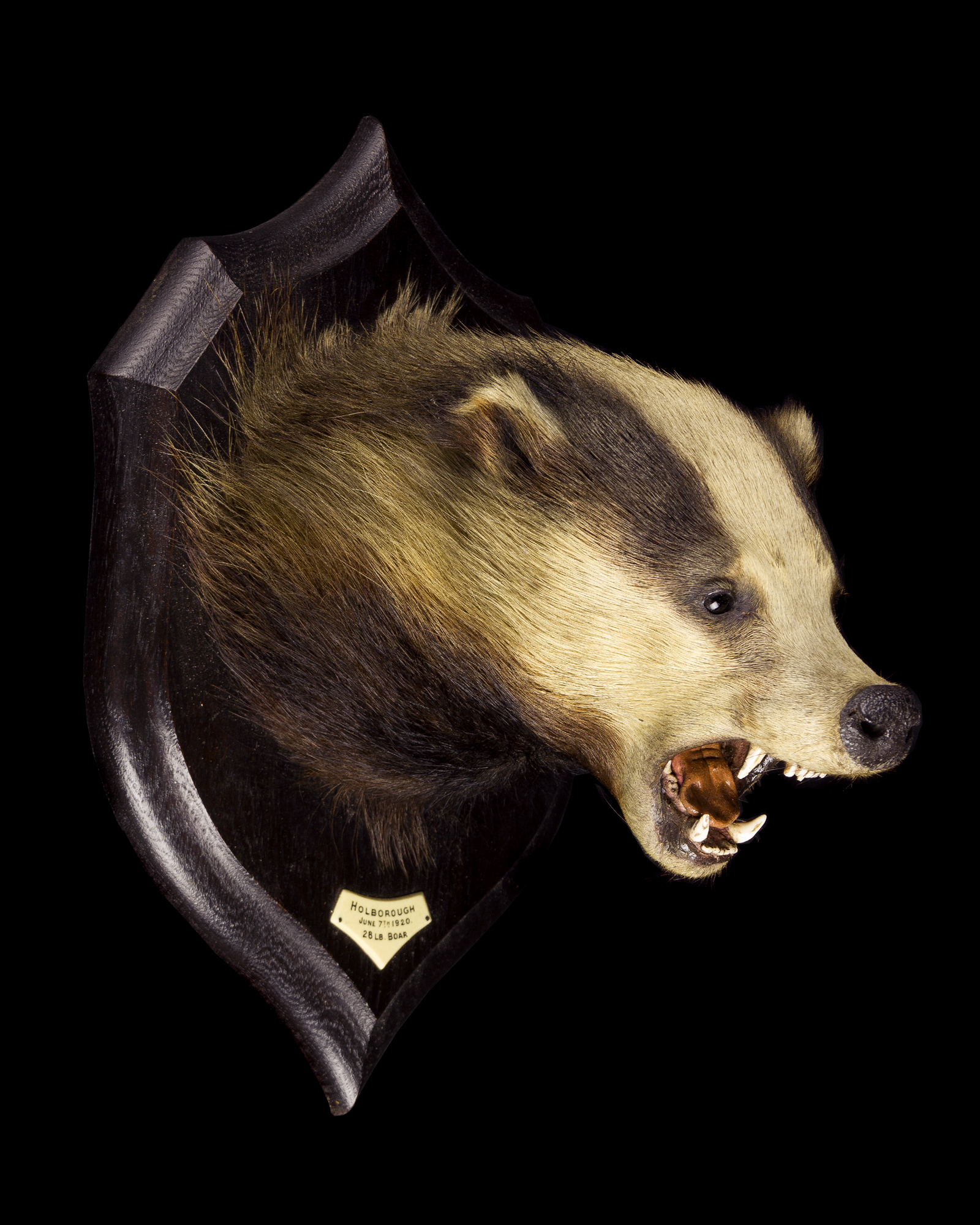 Taxidermy Badger mask