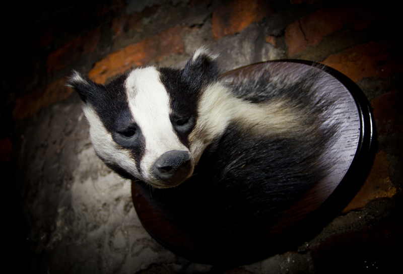 Taxidermy Badger Mask