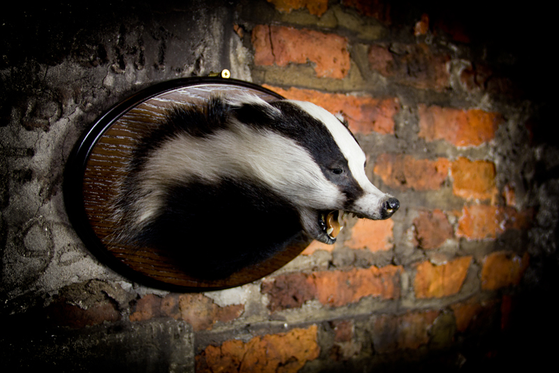 Taxidermy Badger Mask