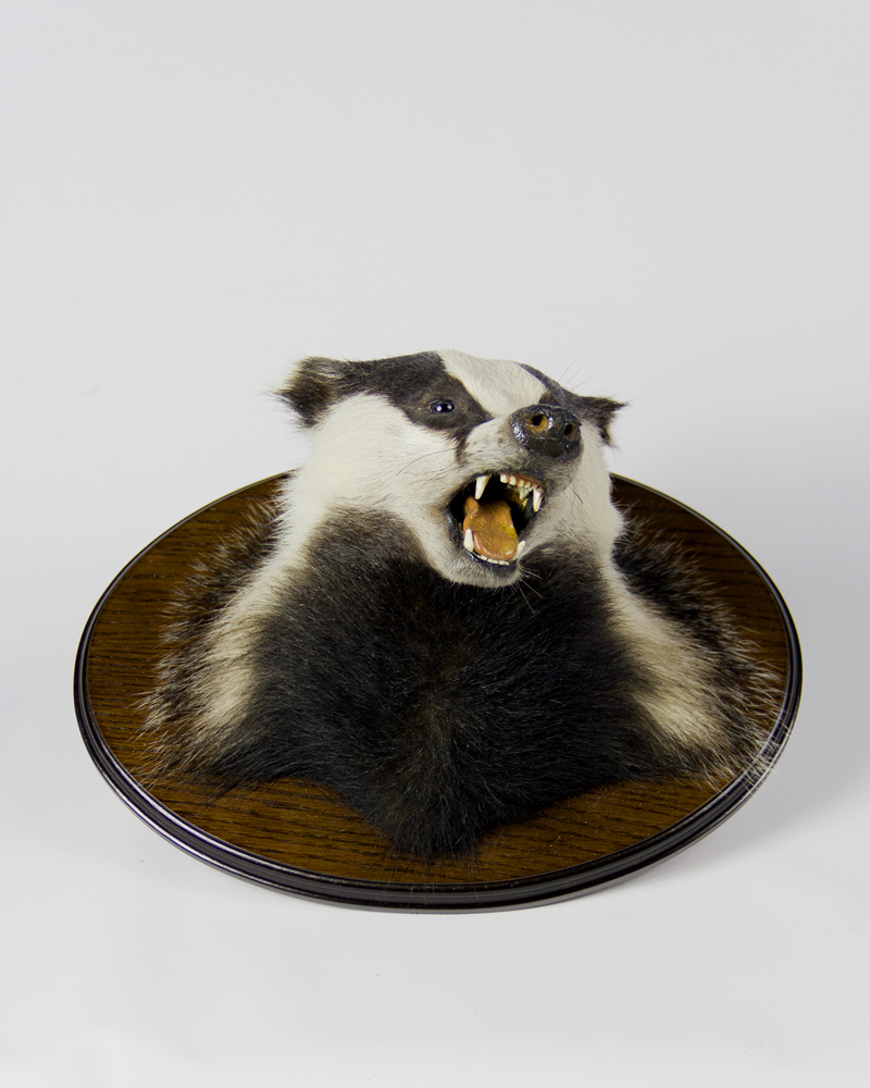 Taxidermy Badger Mask