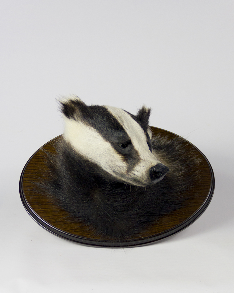 Taxidermy Badger Mask