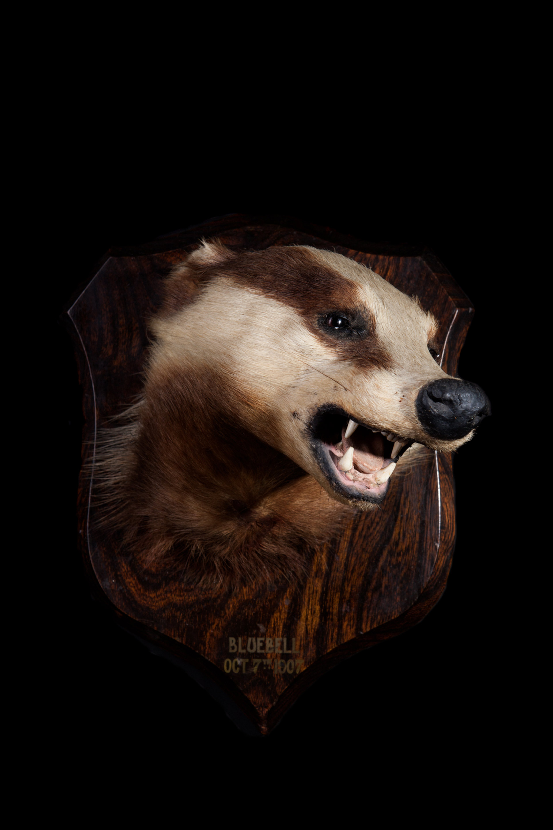 Taxidermy Badger Mask by P. Spicer & Sons. Bluebell October 7th 1907.