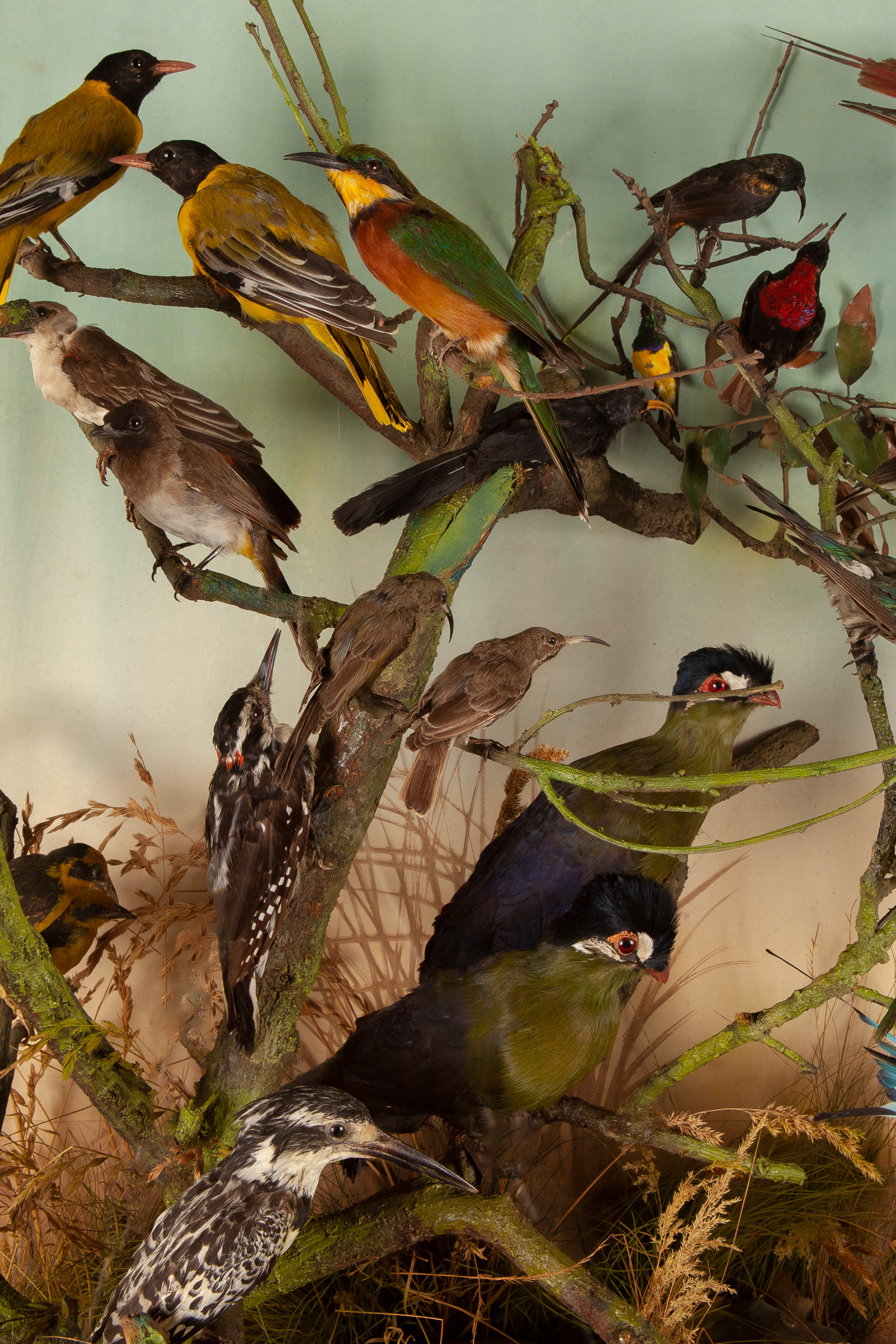 Taxidermy A bamboo edged case of exotic birds by Leonard C Harwood