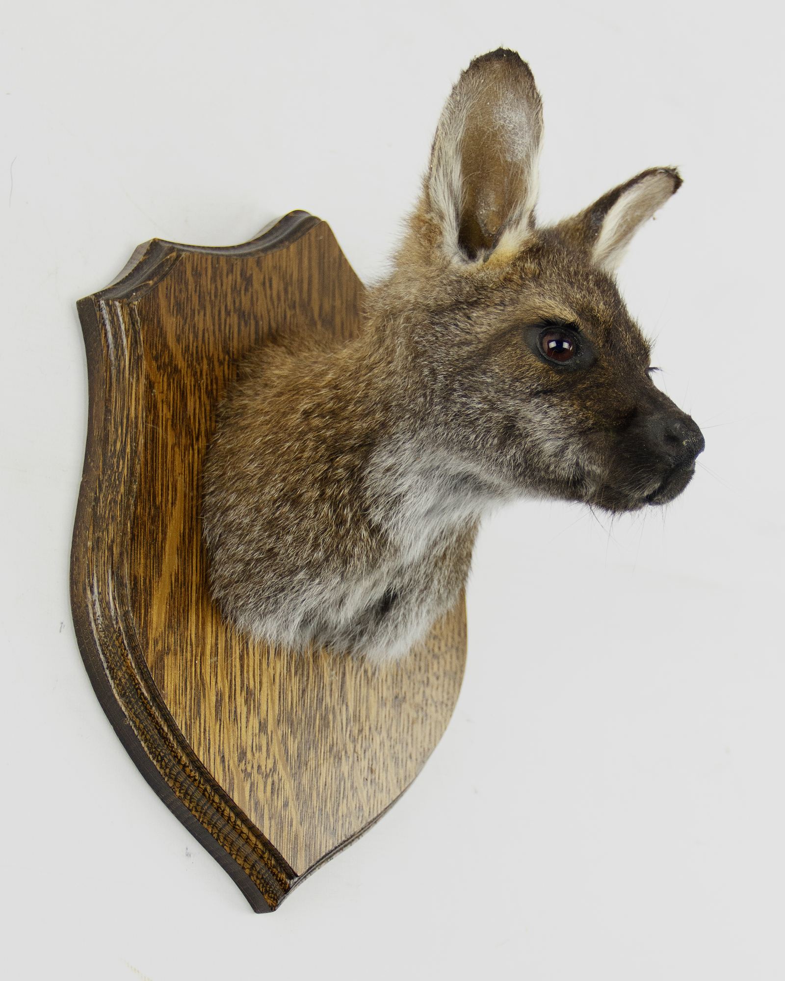 Taxidermy Bennett's Wallaby head