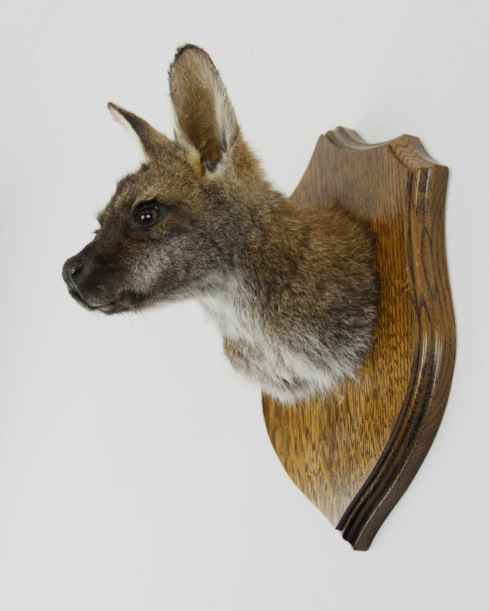 Taxidermy Bennett's Wallaby head