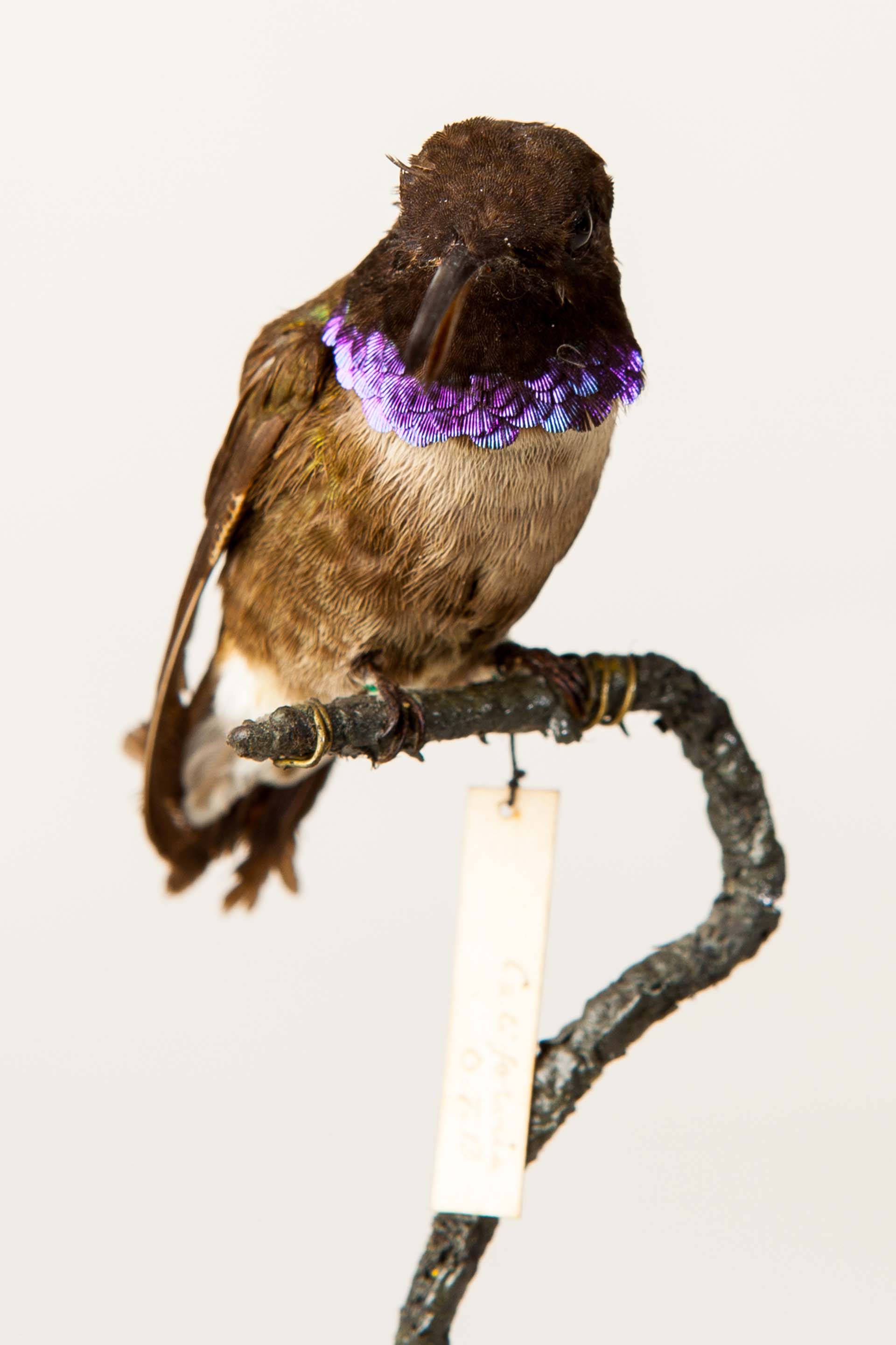 Taxidermy Black-chinned hummingbird