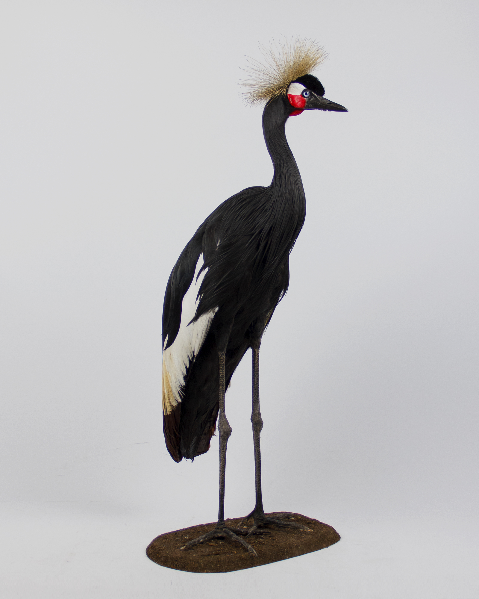 Taxidermy Black Crowned Crane