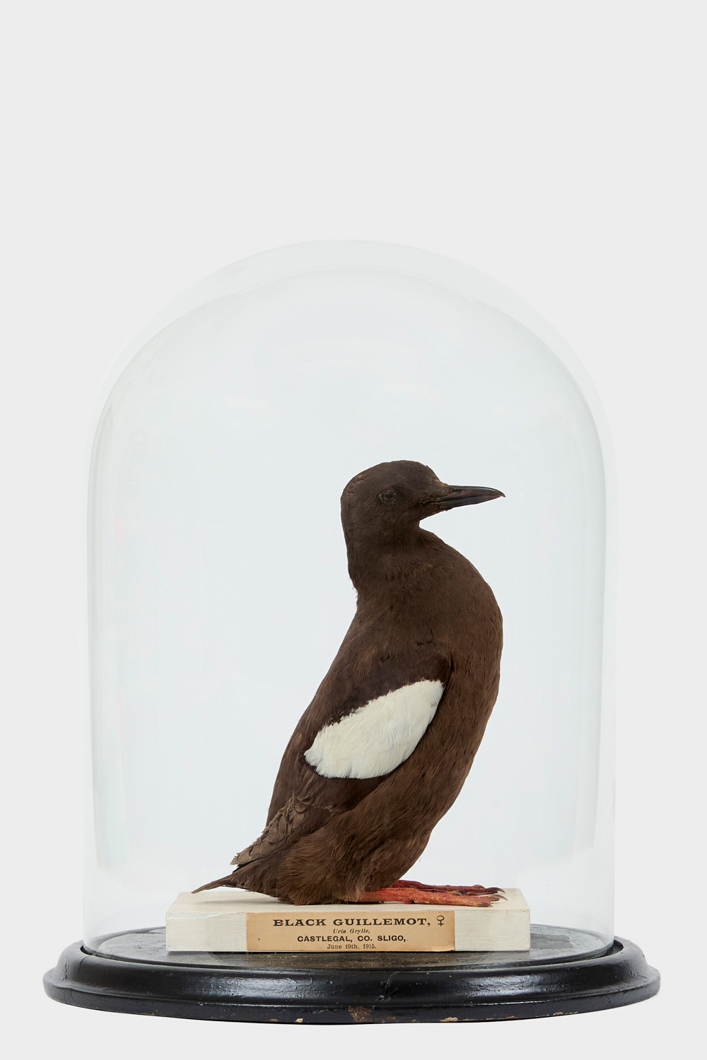 Taxidermy And Natural History Collection Taxidermy : Ayre & Co.