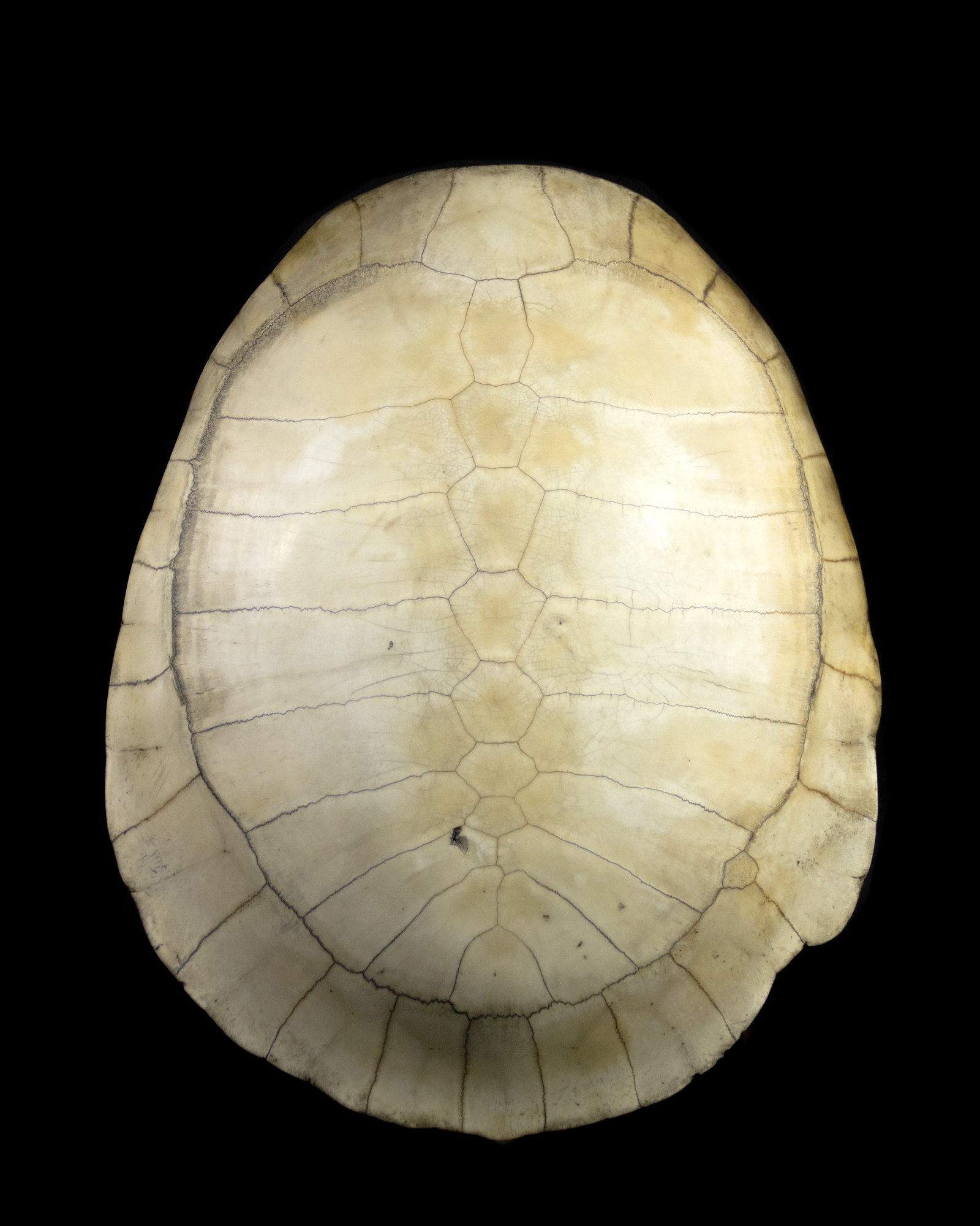 Taxidermy Blonde Turtle Shell