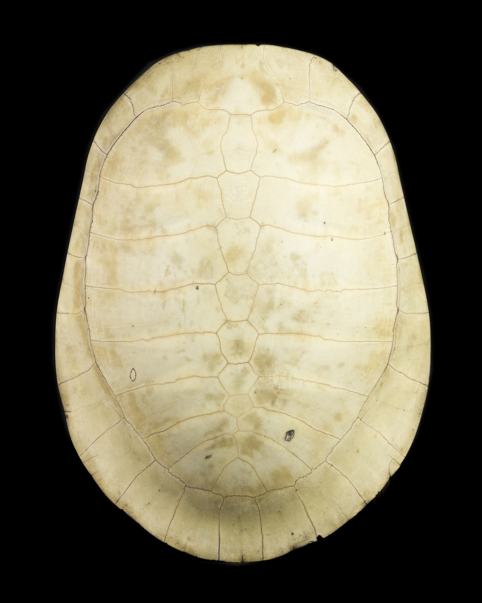 Taxidermy Blonde Turtle Shell