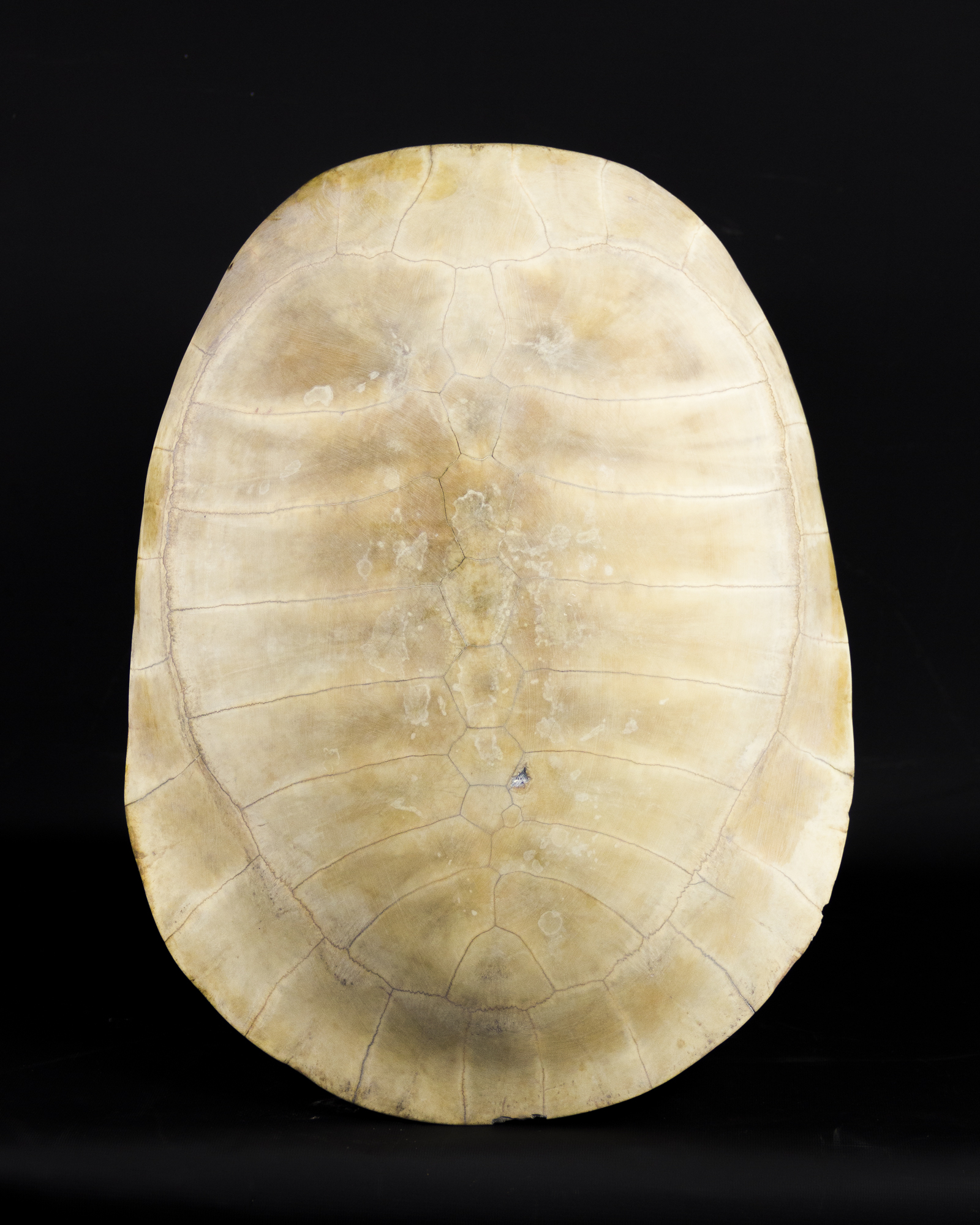 Taxidermy Blonde Turtle Shell