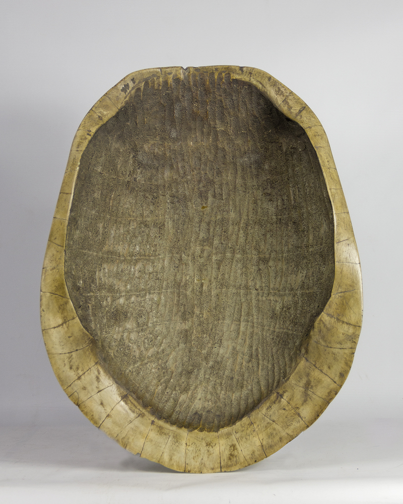 Taxidermy Blonde Turtle Shell