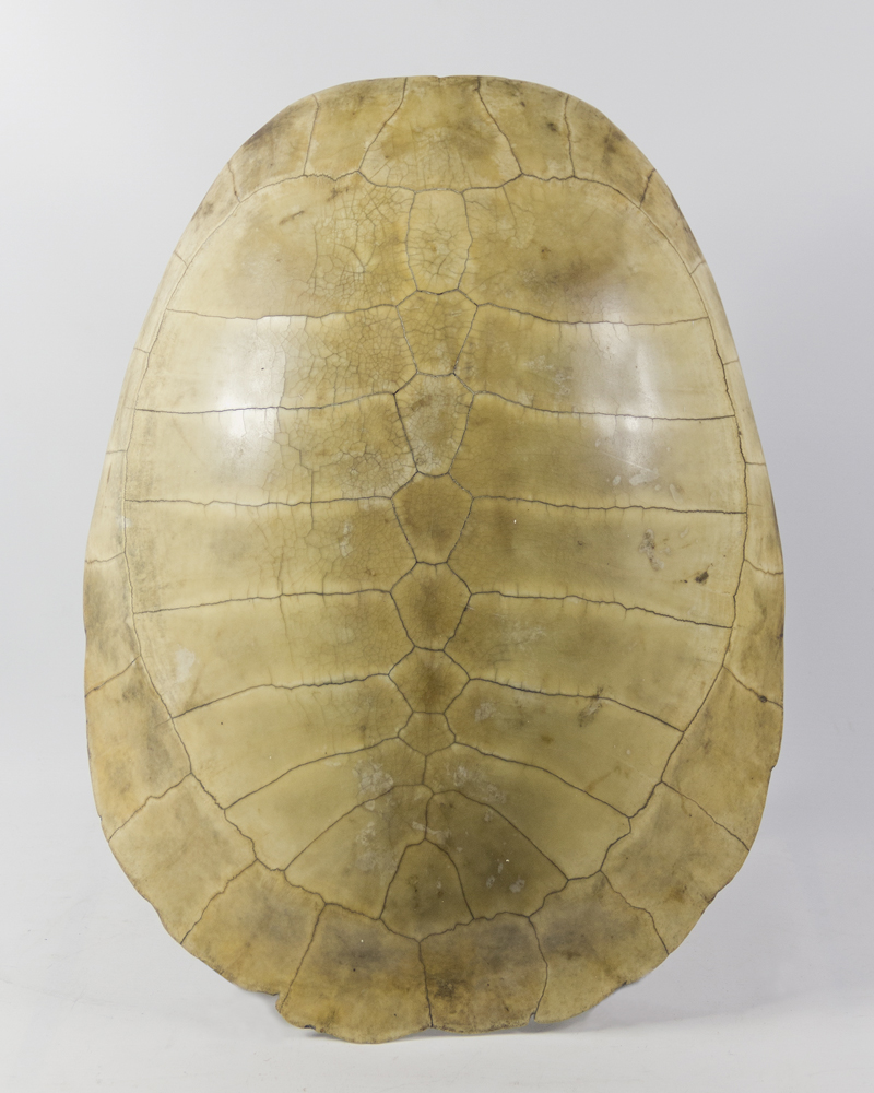 Taxidermy Blonde Turtle Shell