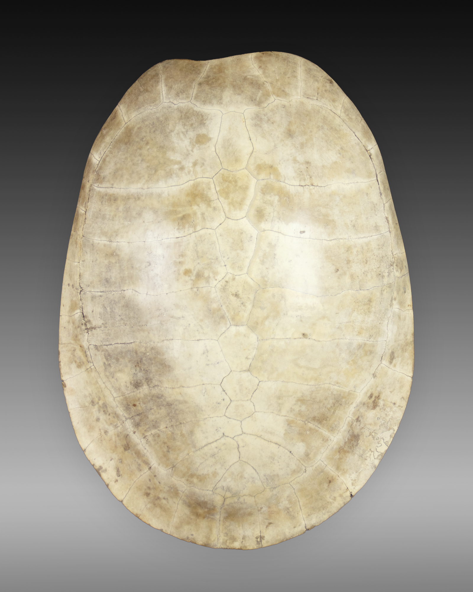 Taxidermy Blonde Turtle Shell