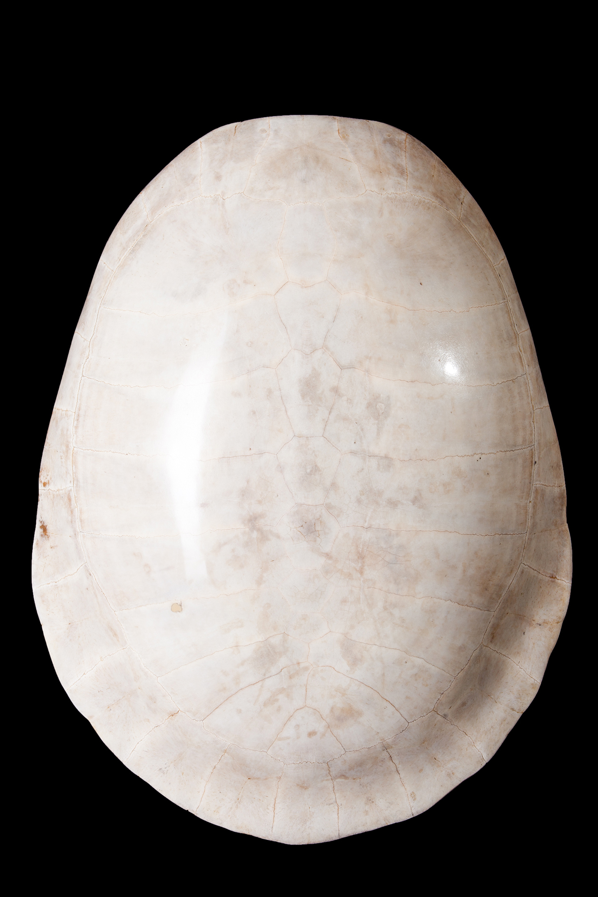 Taxidermy Blonde Turtle Shell, taken by Capt. Philip Tocque