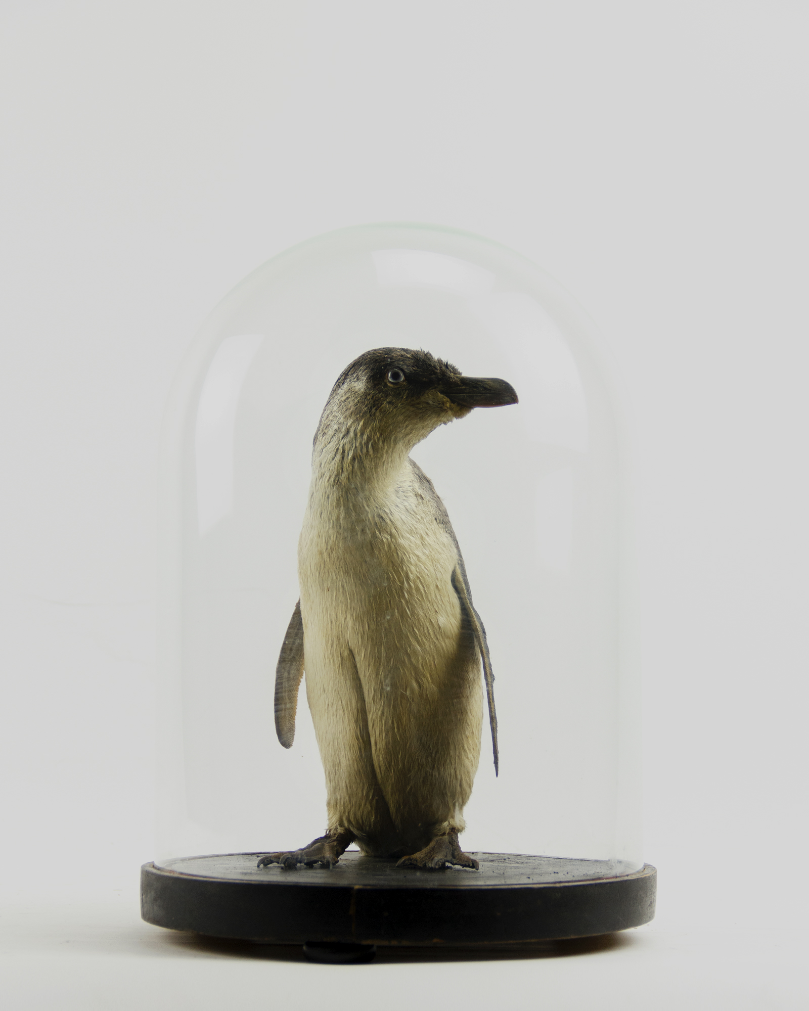 Taxidermy Blue Penguin
