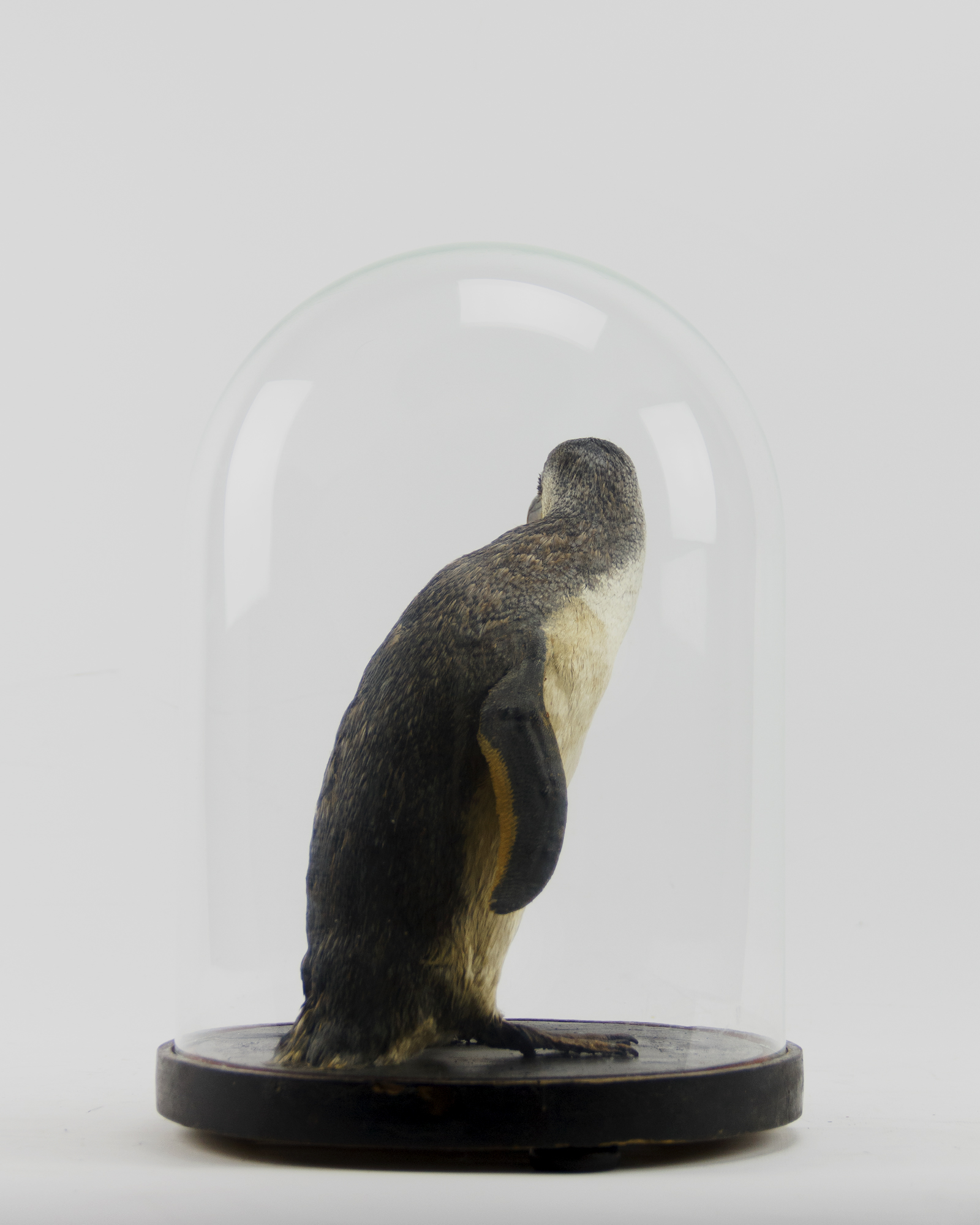 Taxidermy Blue Penguin