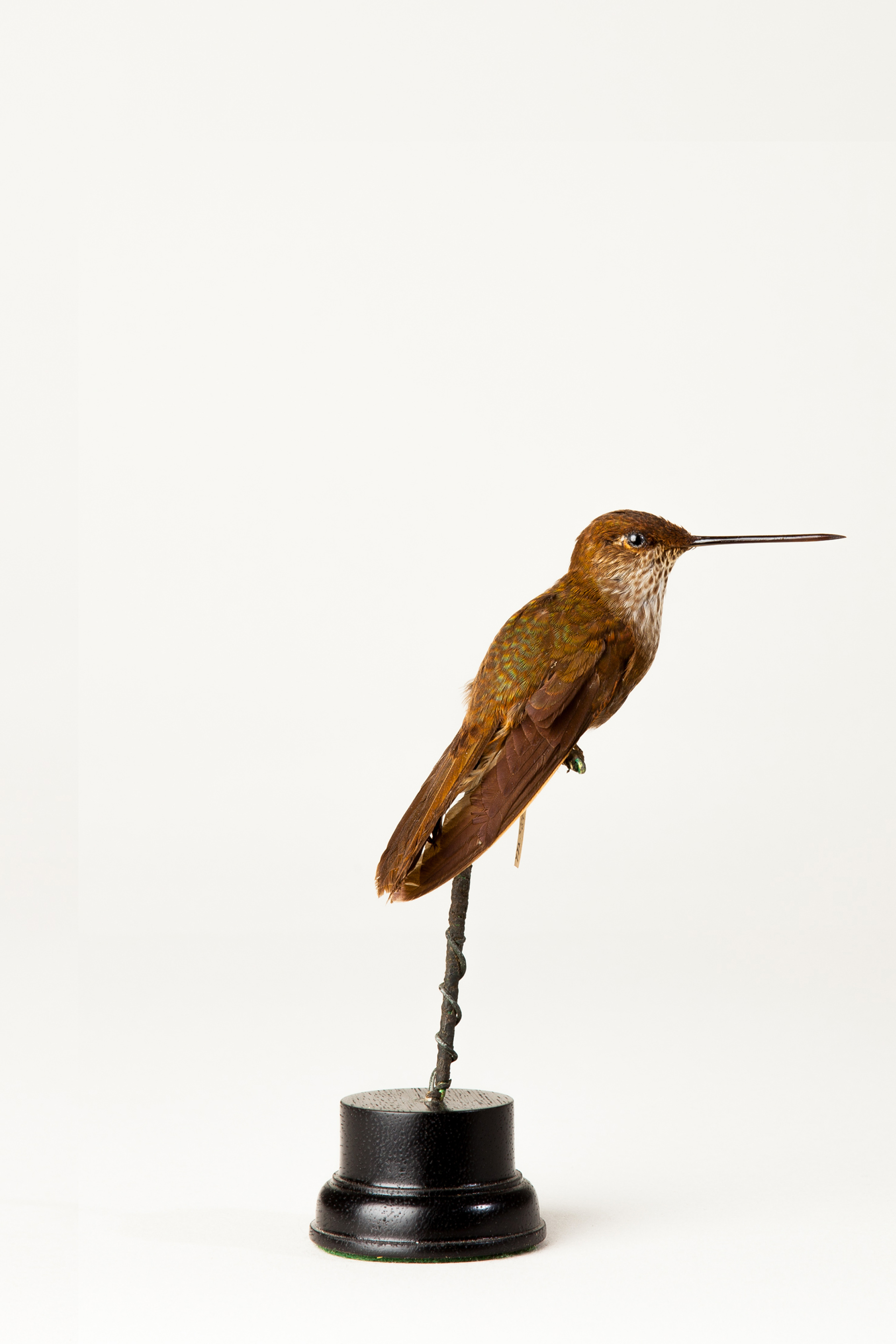 Taxidermy Bronzy Inca