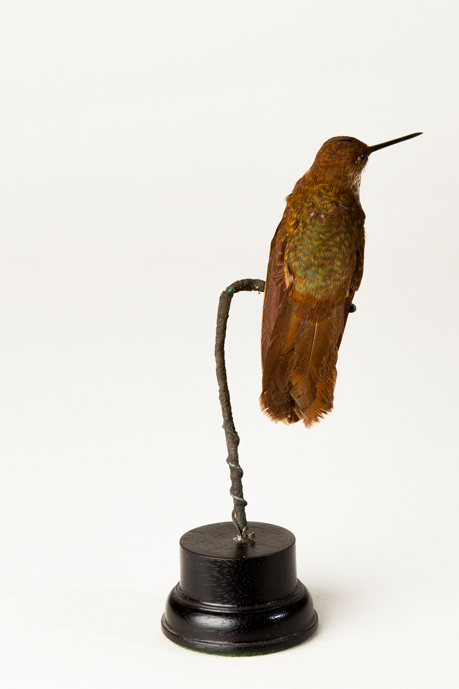 Taxidermy Bronzy Inca