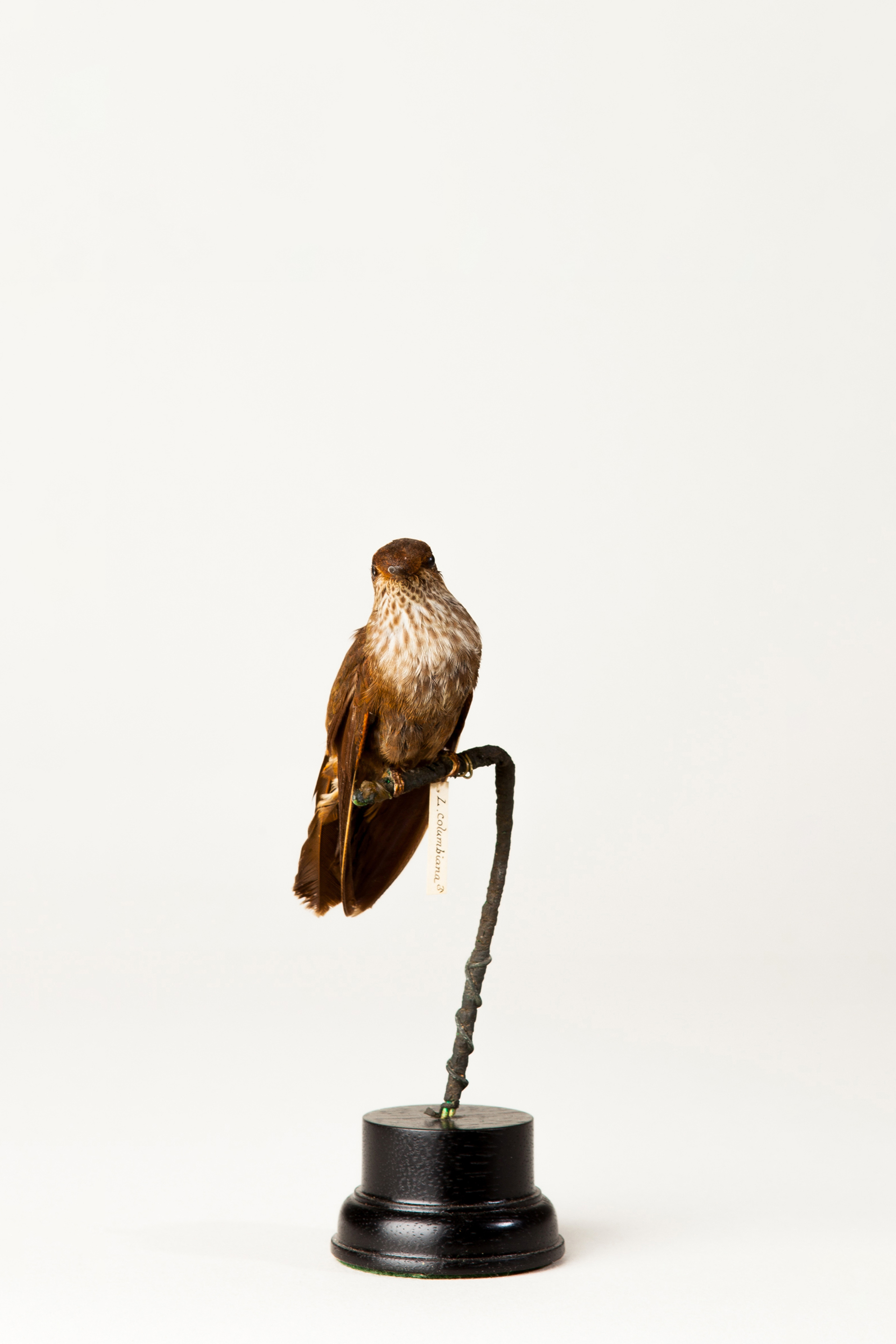 Taxidermy Bronzy Inca