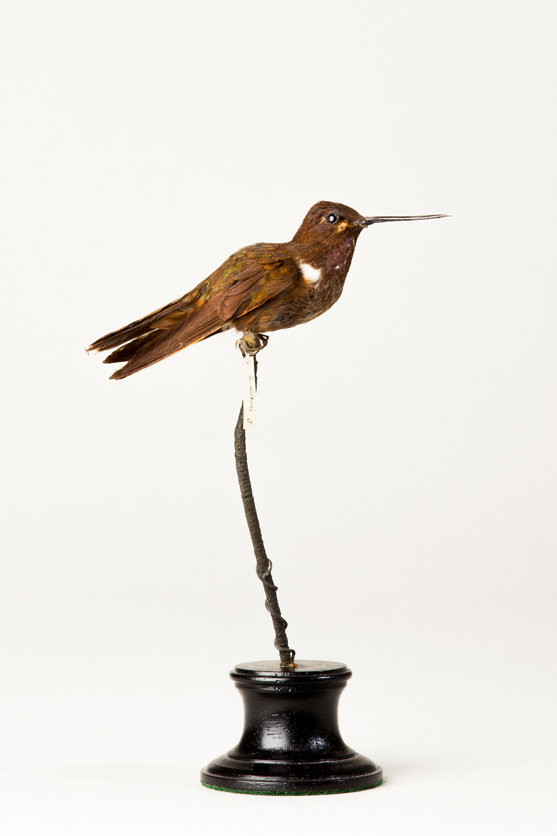 Taxidermy Brown inca